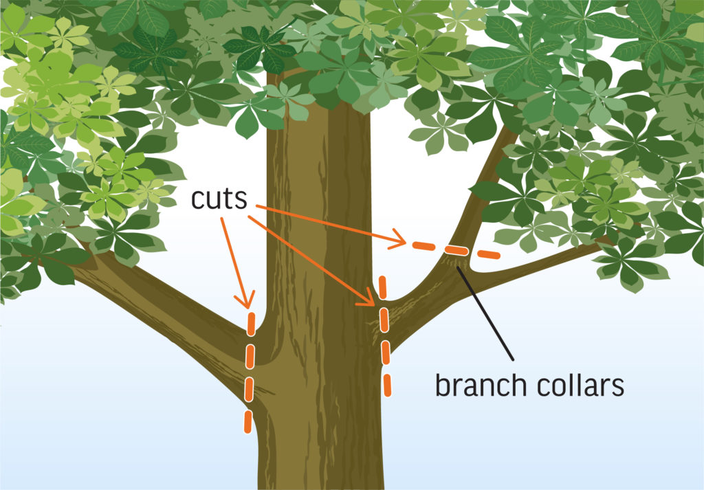 Tree Trimming - New Braunfels Utilities Website